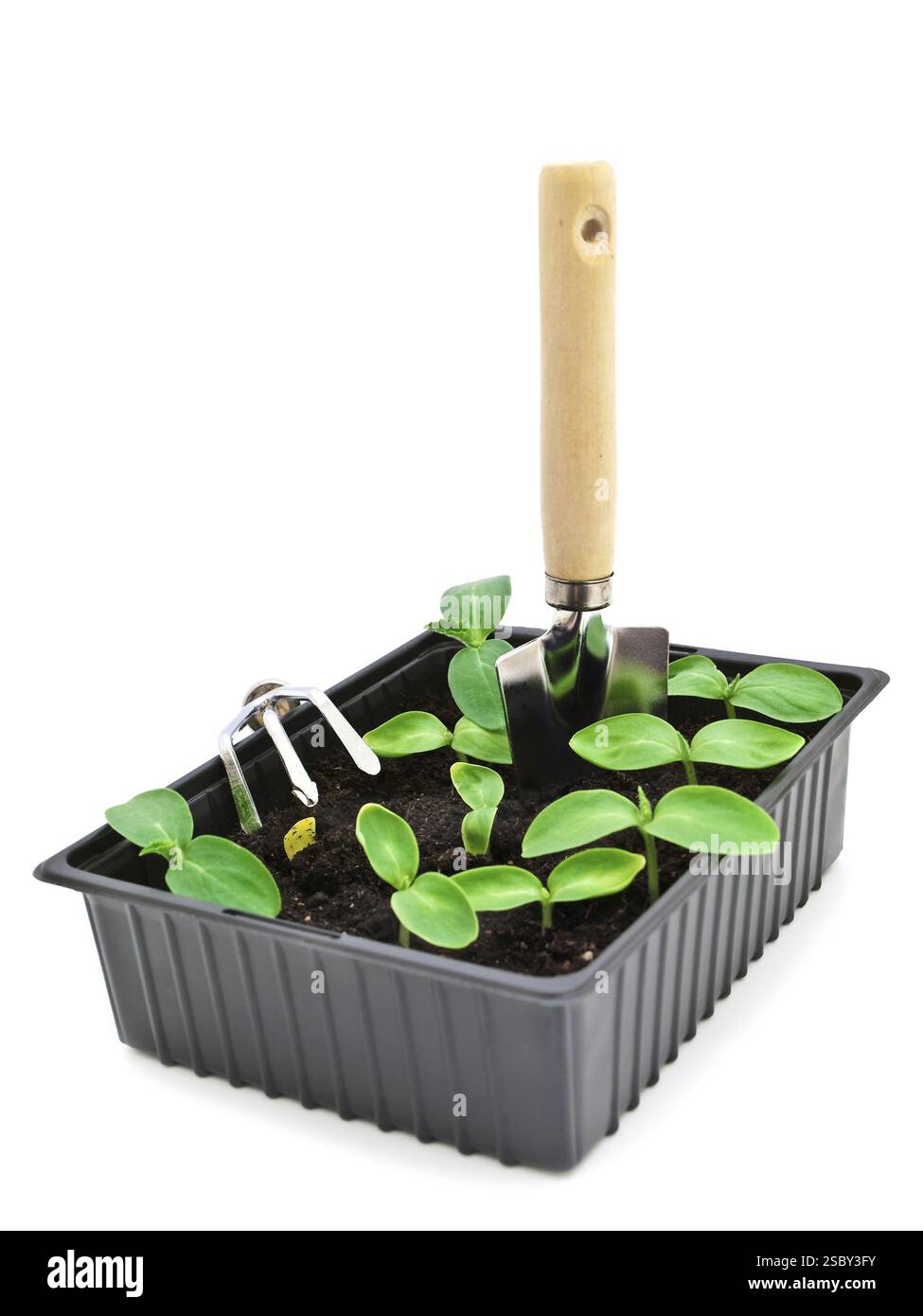 Green sprouts in box with scapula over white background Stock Photo - Alamy