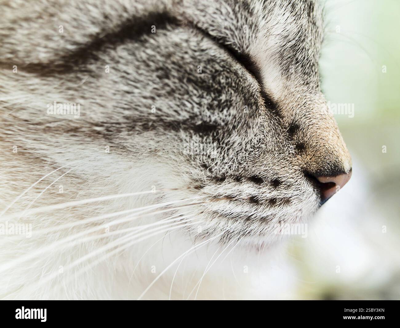 Half part face of the siamess cat against white Stock Photo - Alamy