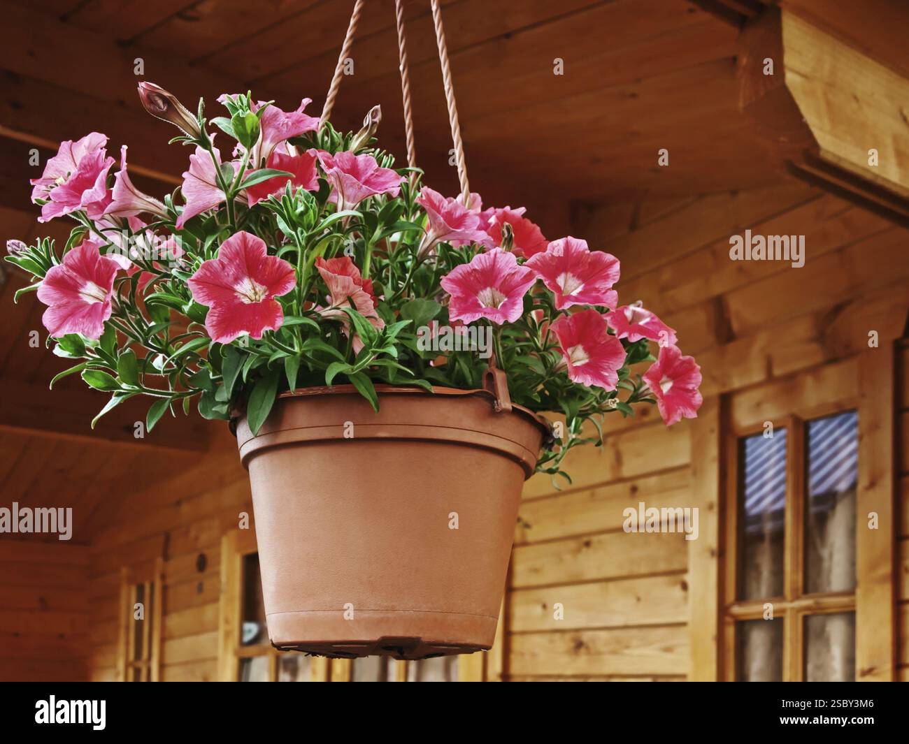 Flower pot dangling from the roof of the house Stock Photo - Alamy