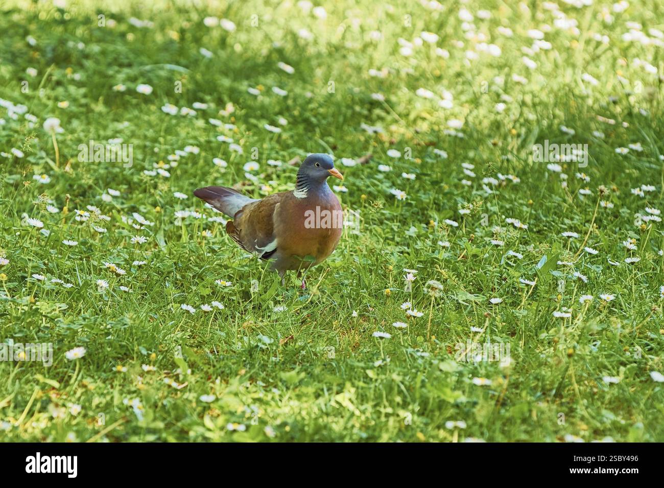 Common Wood Pigeon (Columba palumbus) in the Grass Varna, Bulgaria ...