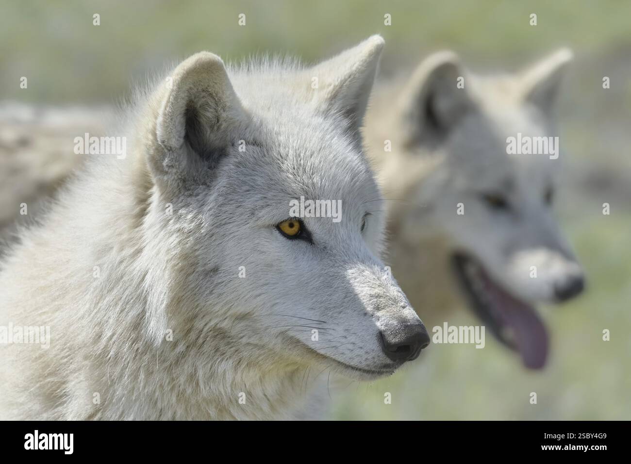 Alaskan Tundra Wolf (Canis Lupus Tundrarum), also Known as the Barren ...