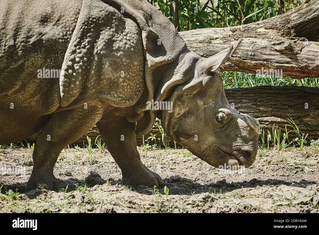 Rhinoceros (Diceros Bicornis). Rhinoceros Family are Some of the ...