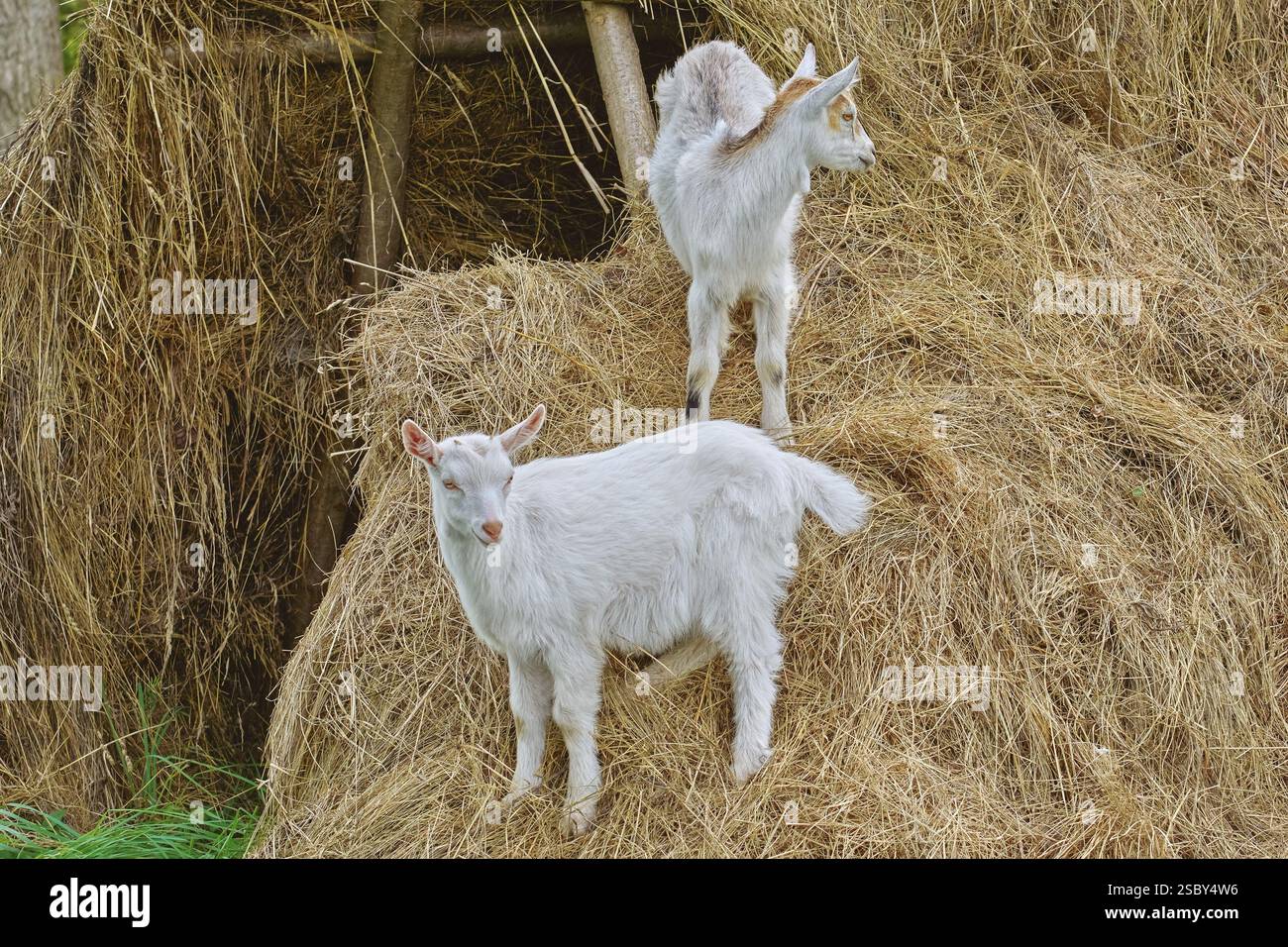 Two kids on the stack of a haystack Lietuva Stock Photo - Alamy