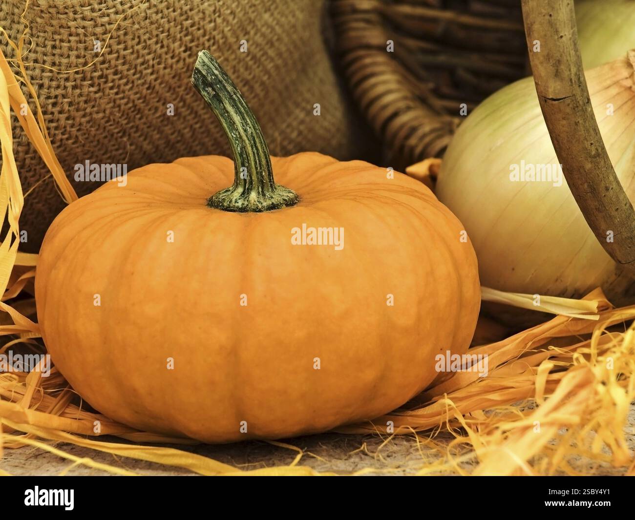 Still Life With Pumpkin, Basket, Onion, Linen And Orange Bows Stock ...