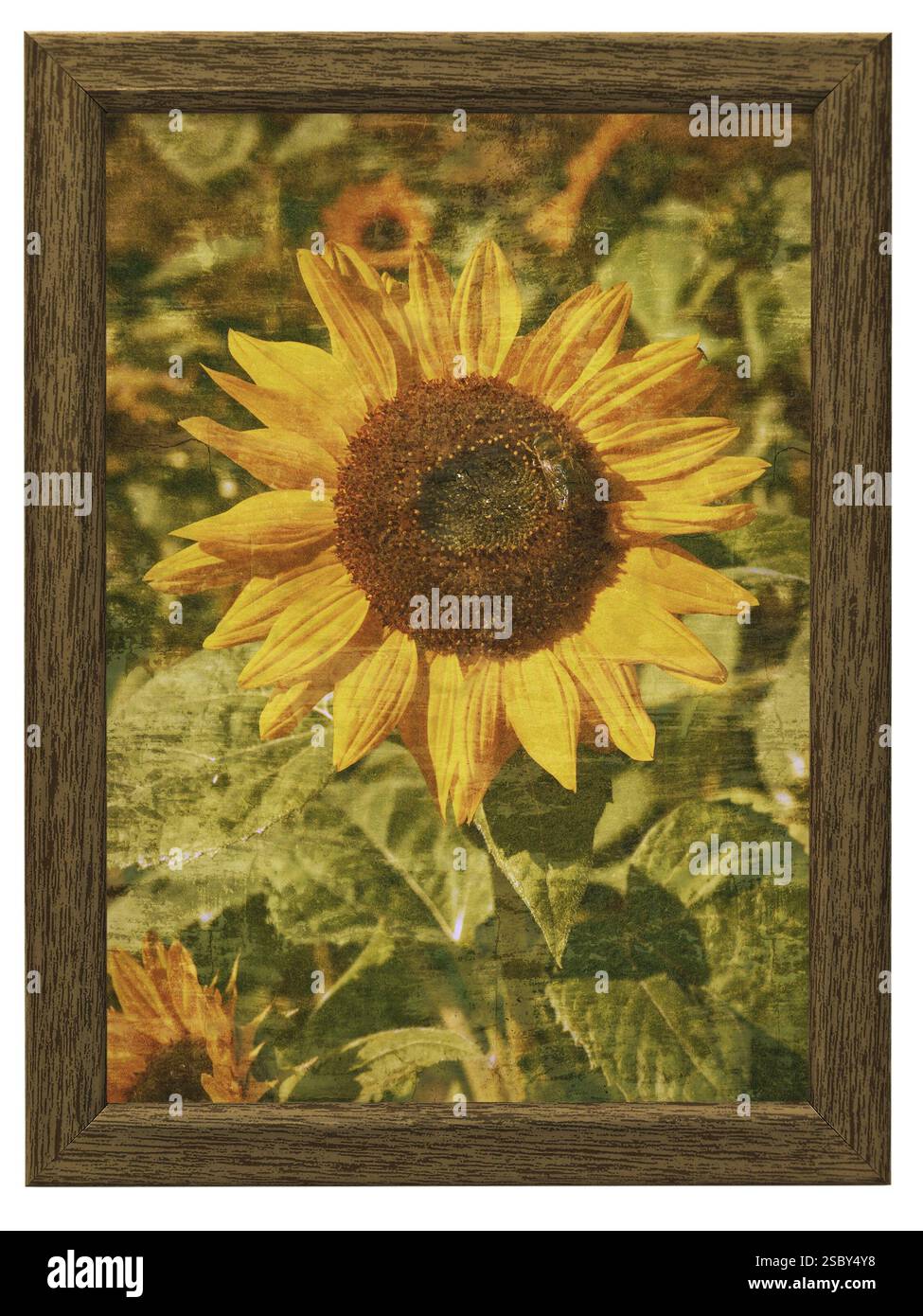 Decorative old photo of sunflower in wooden frame Stock Photo - Alamy