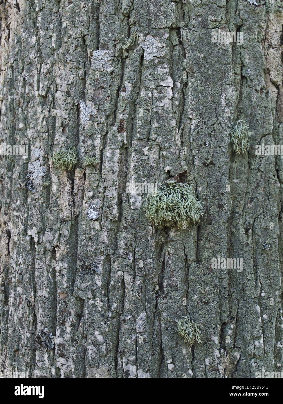 Horizontal bark background Stock Photo - Alamy