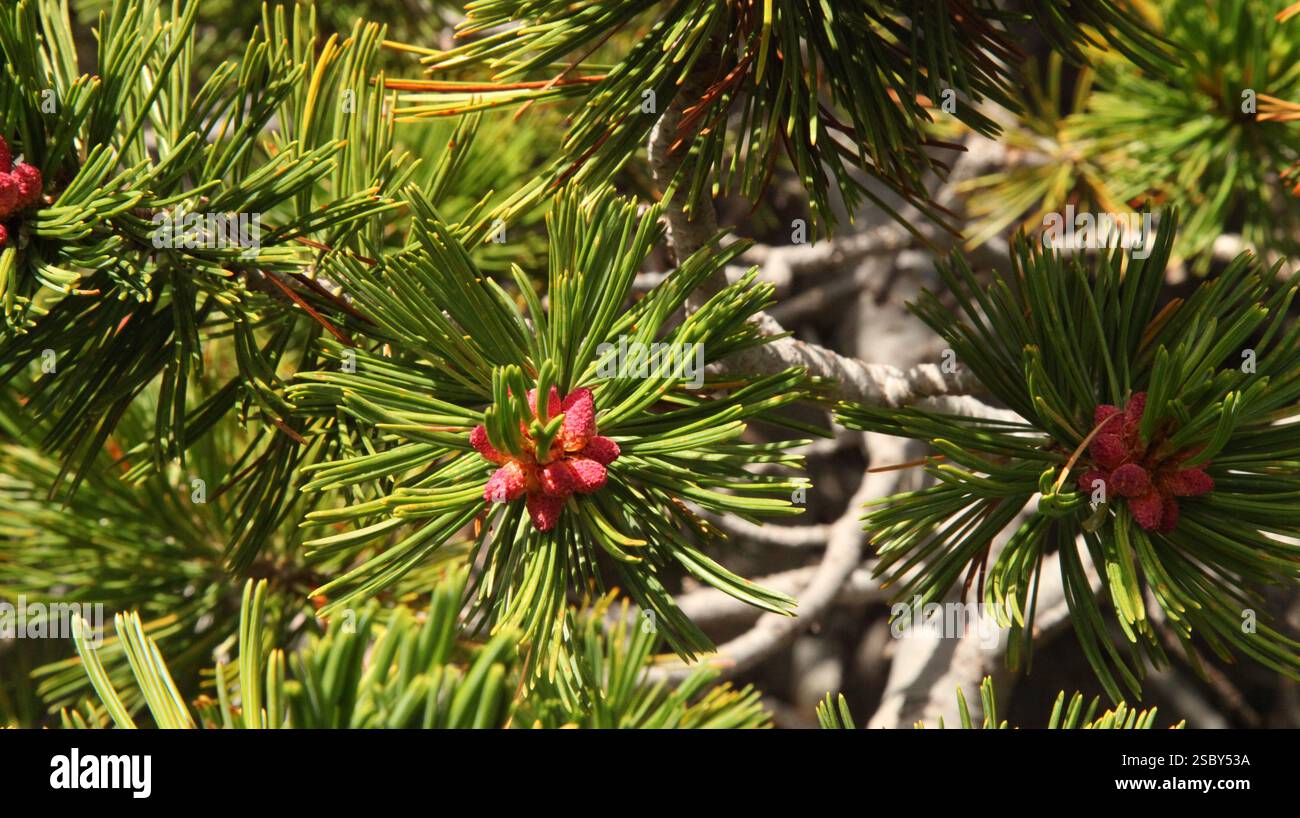 Whitebark Pine (Pinus albicaulis) cones & needles in Beartooth ...