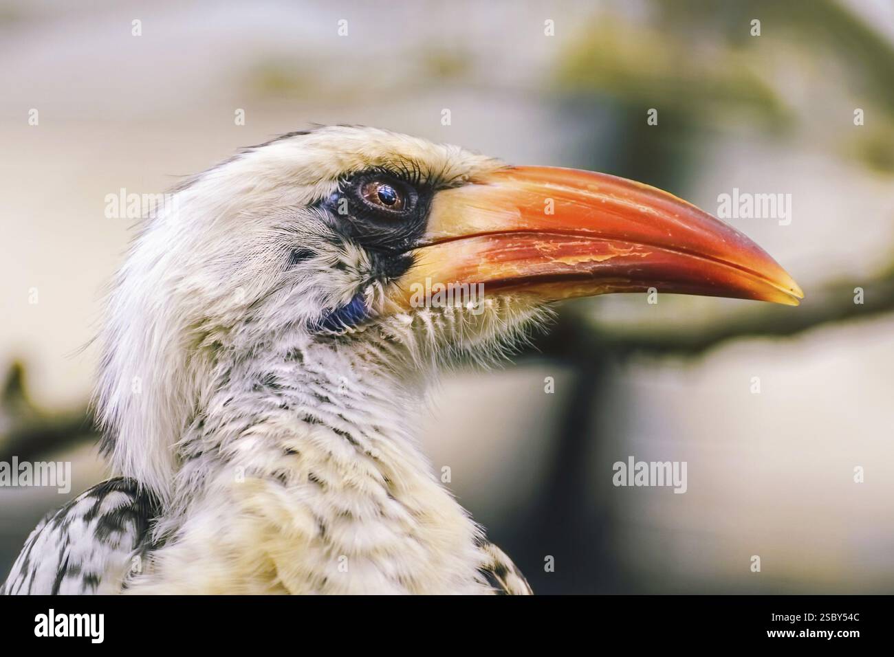 Portrait of Red-Billed Hornbill (Tokus Erythrorhynchus Stock Photo - Alamy
