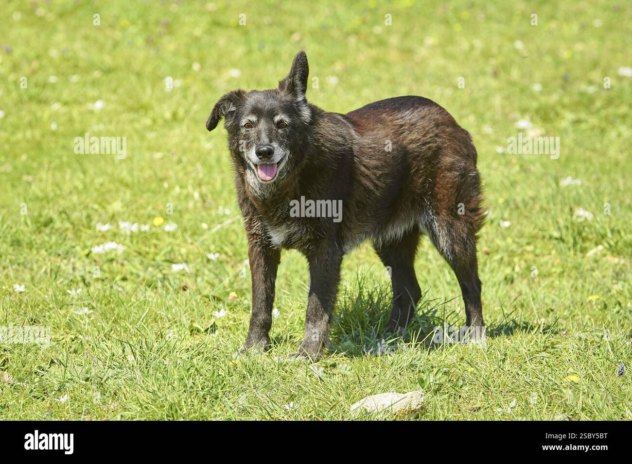Mongrel in spring hi-res stock photography and images - Alamy