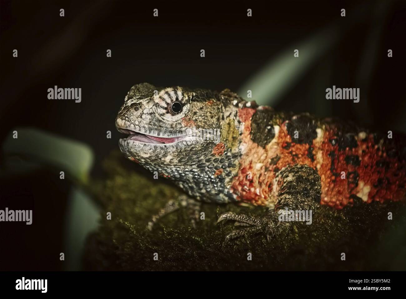 Chinese Crocodile Lizard (Shinisaurus Crocodilurus) on the Stone Vienna ...