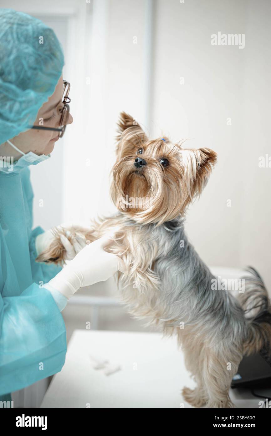 A veterinarian holding a dog closely, examining it Stock Photo - Alamy
