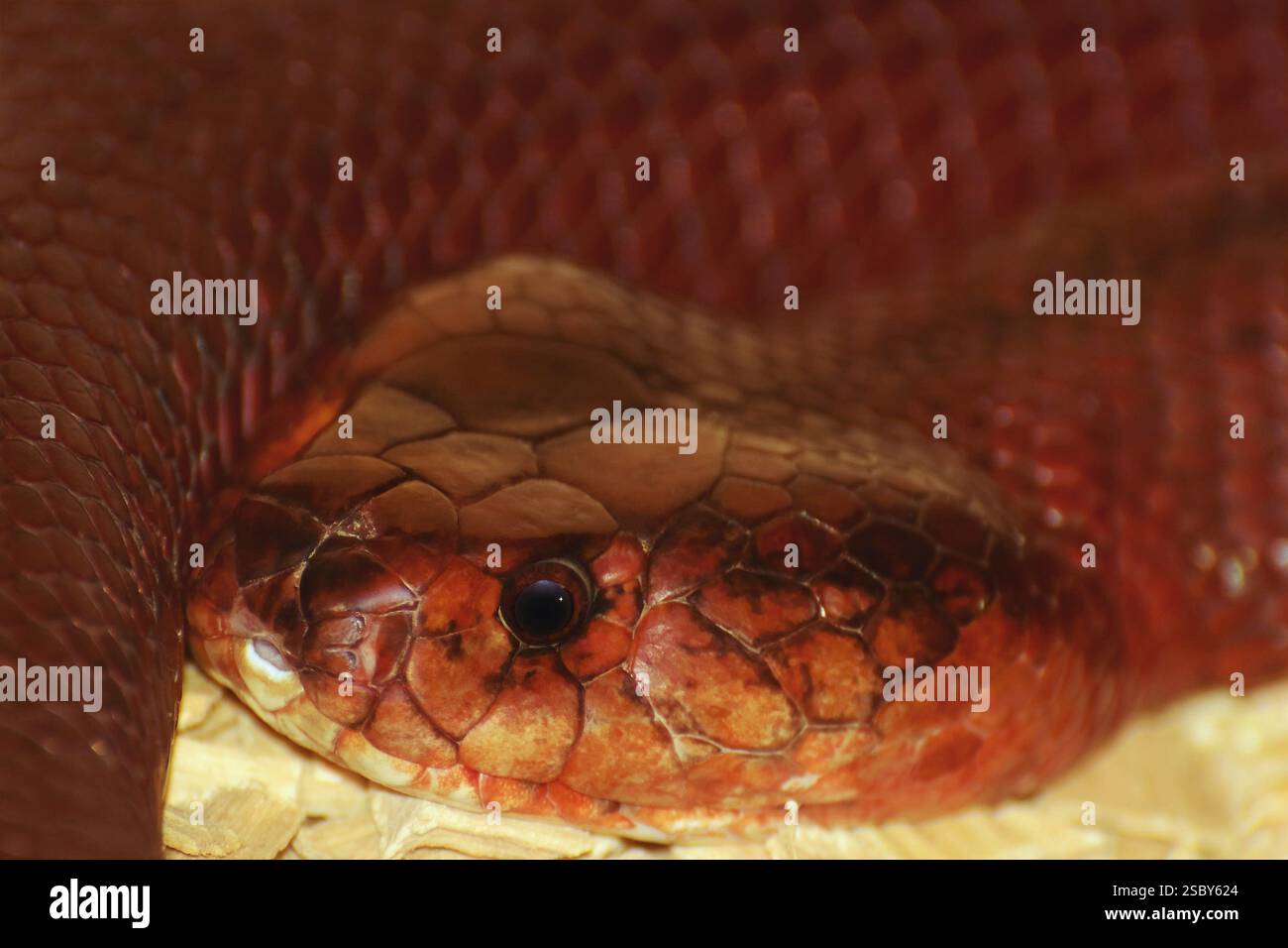 Portrait Of A Very Venomous Red Spitting Cobra Stock Photo - Alamy