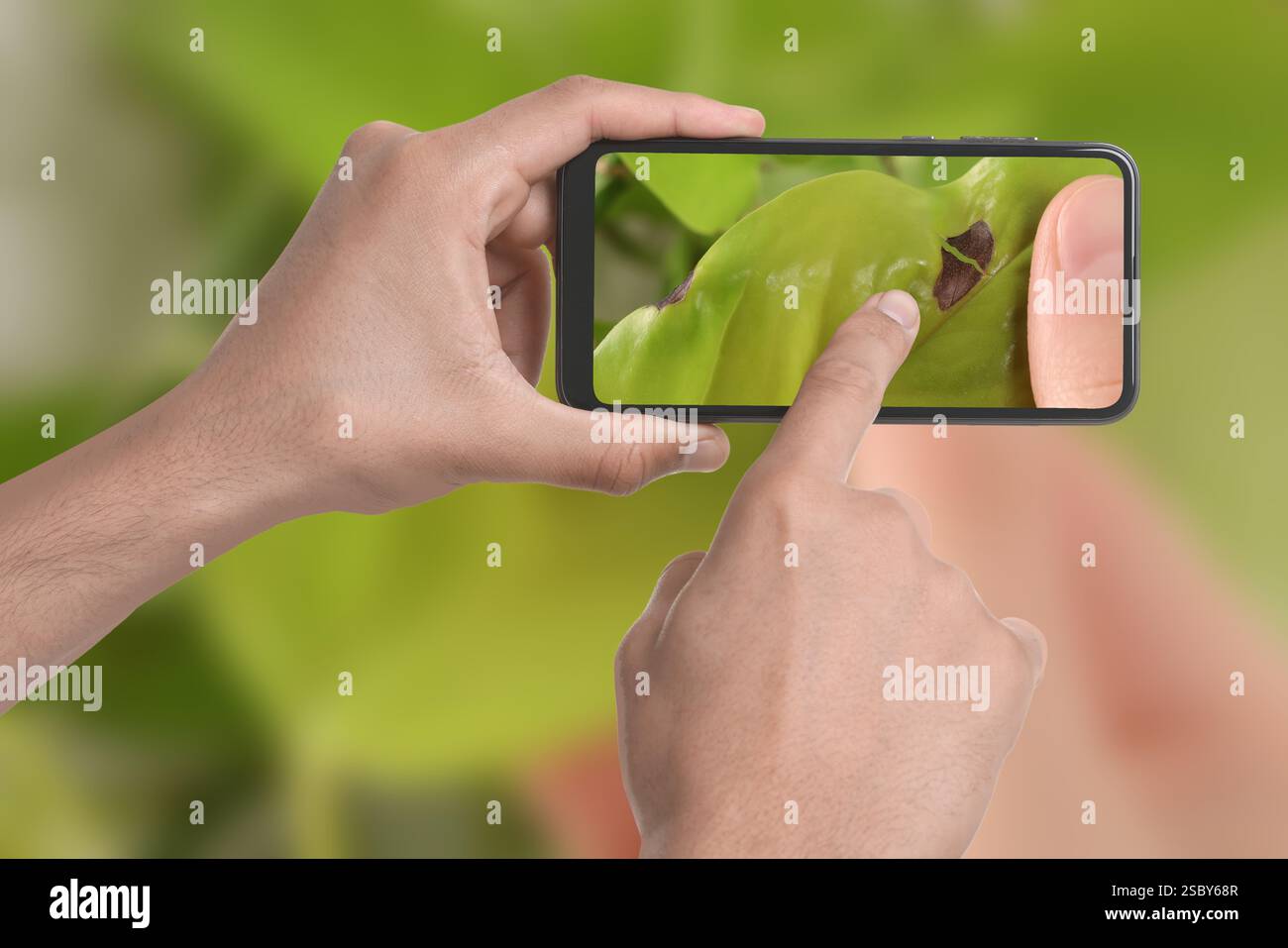 Man using mobile phone to recognize disease of house plant, closeup ...