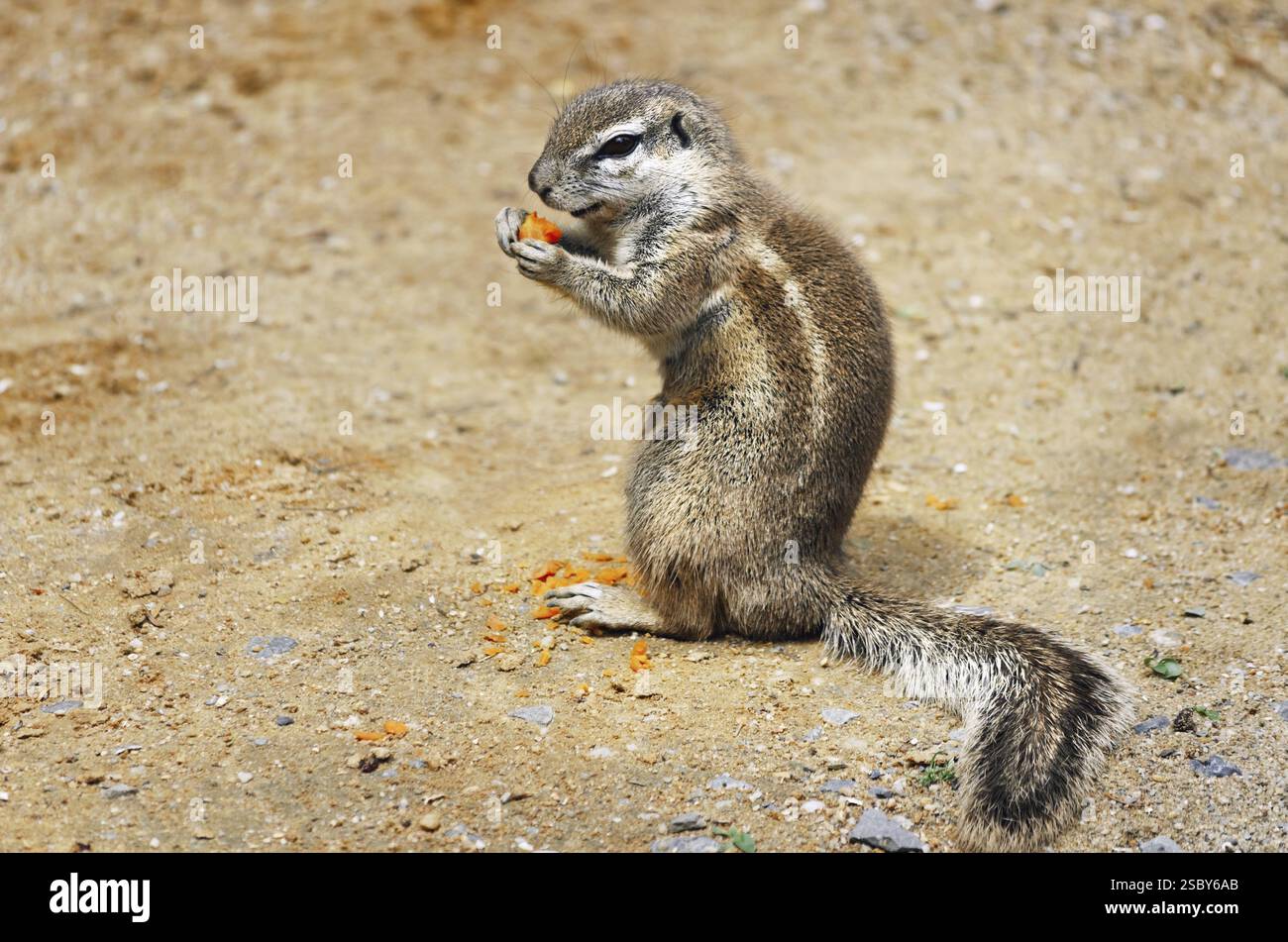 Little Ground Squirrel (Xerus inaurus) Eats Carrot Stock Photo - Alamy
