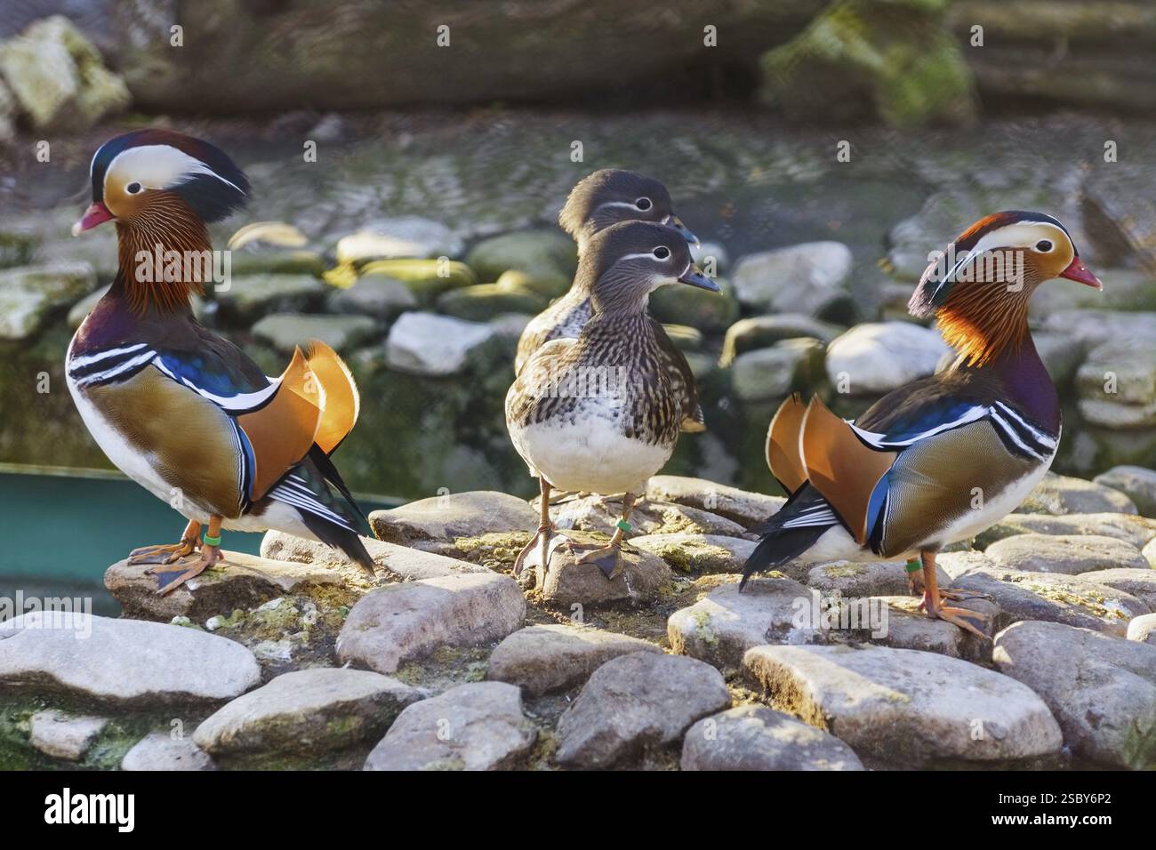 Mandarin Ducks On A Stone Varna, Bulgaria, Europe Stock Photo - Alamy
