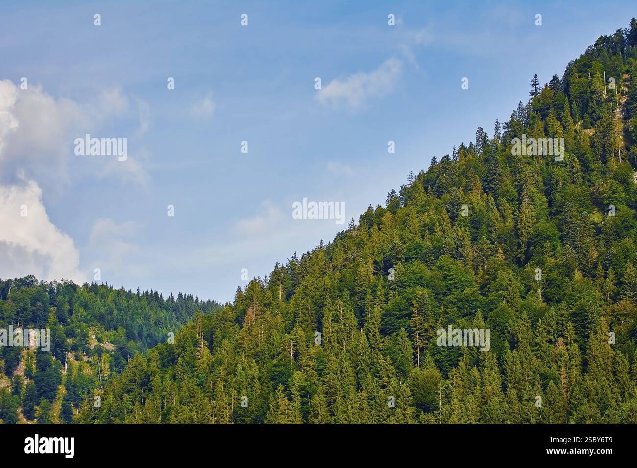 Slope fir trees hi-res stock photography and images - Alamy