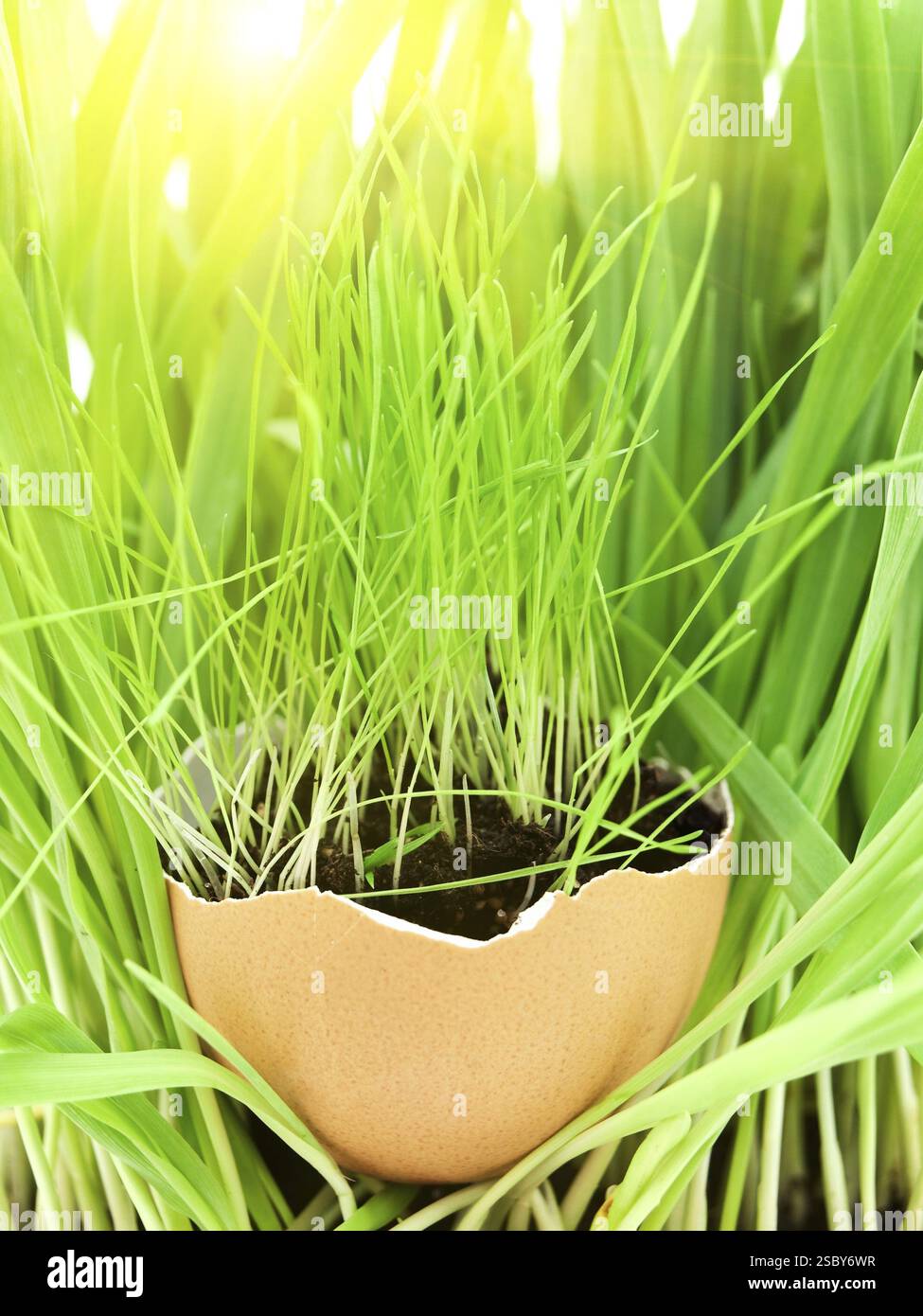 Growing grass in egg shell over greenery and sun light Daugavpils ...