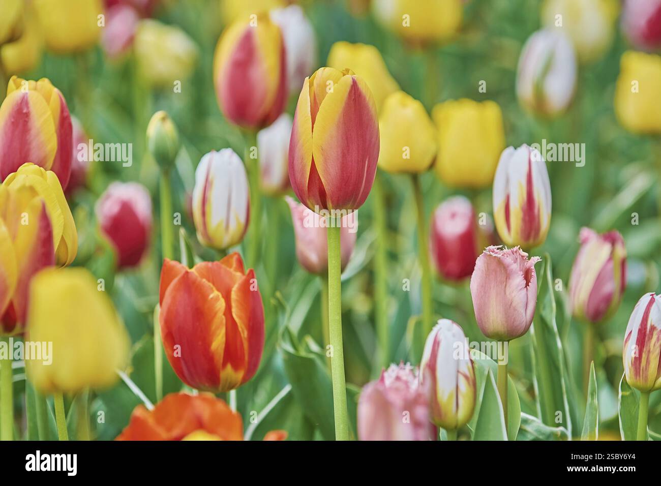 Tulip Flowers of Different Colors in the Garden Varna, Bulgaria, Europe ...