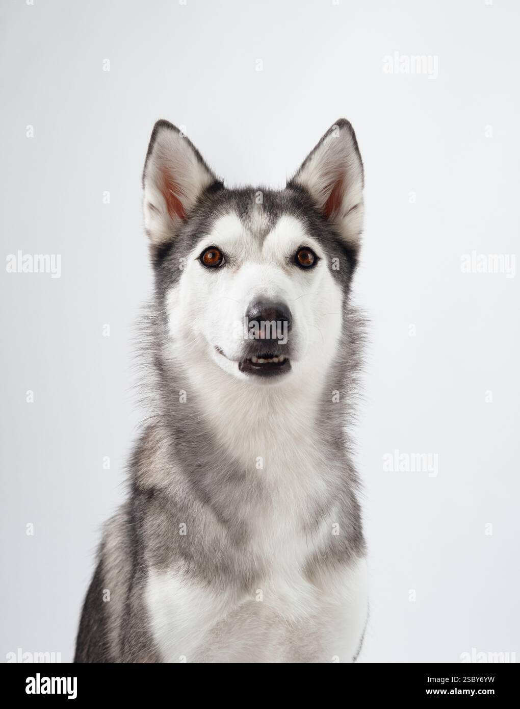 A Siberian Husky standing tall against a white background, with its ...