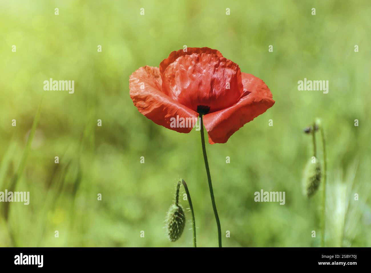 Red Poppy In Front Of Green Grass Stock Photo - Alamy