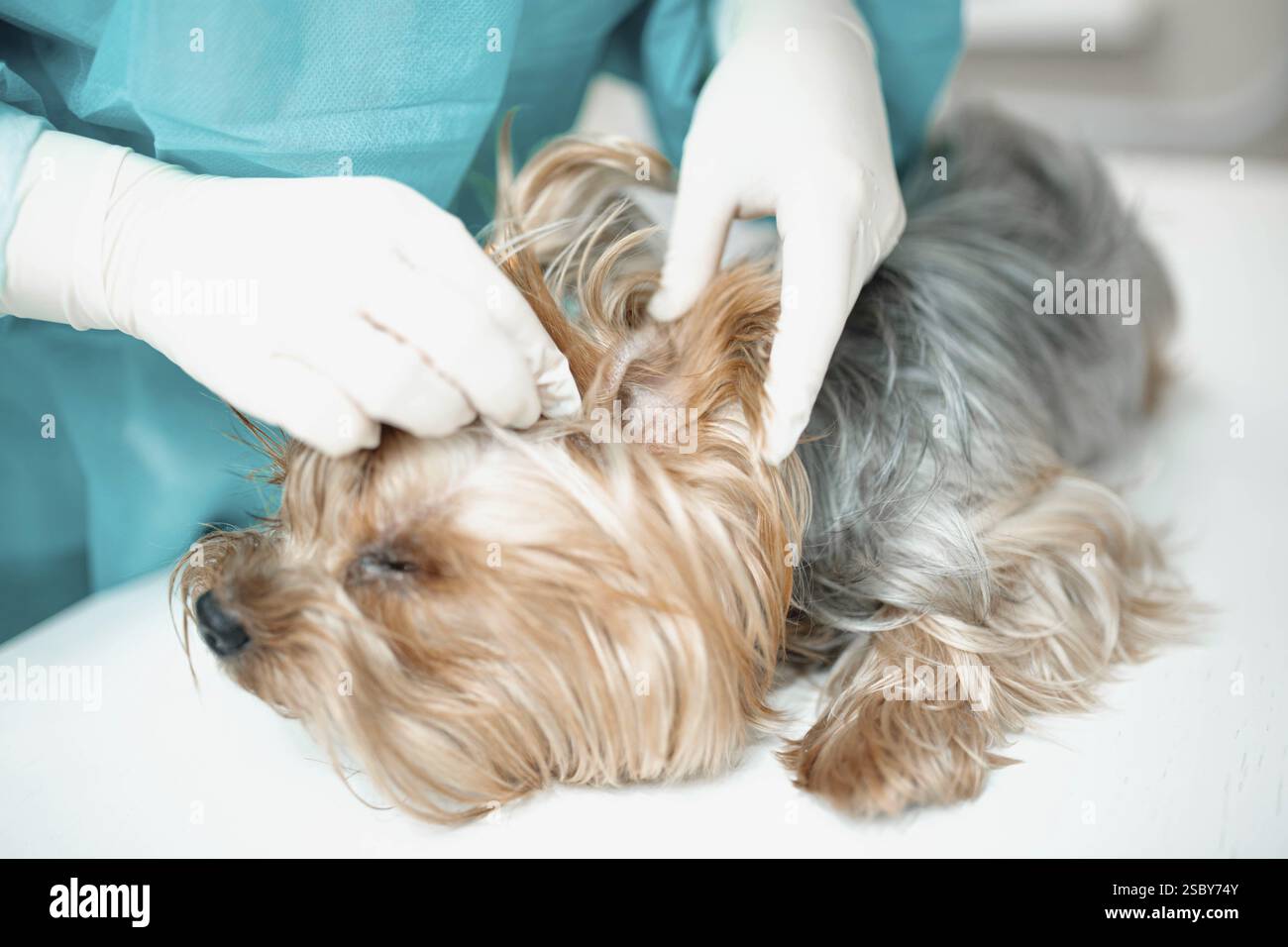 Caring vet examines dogs hi-res stock photography and images - Alamy