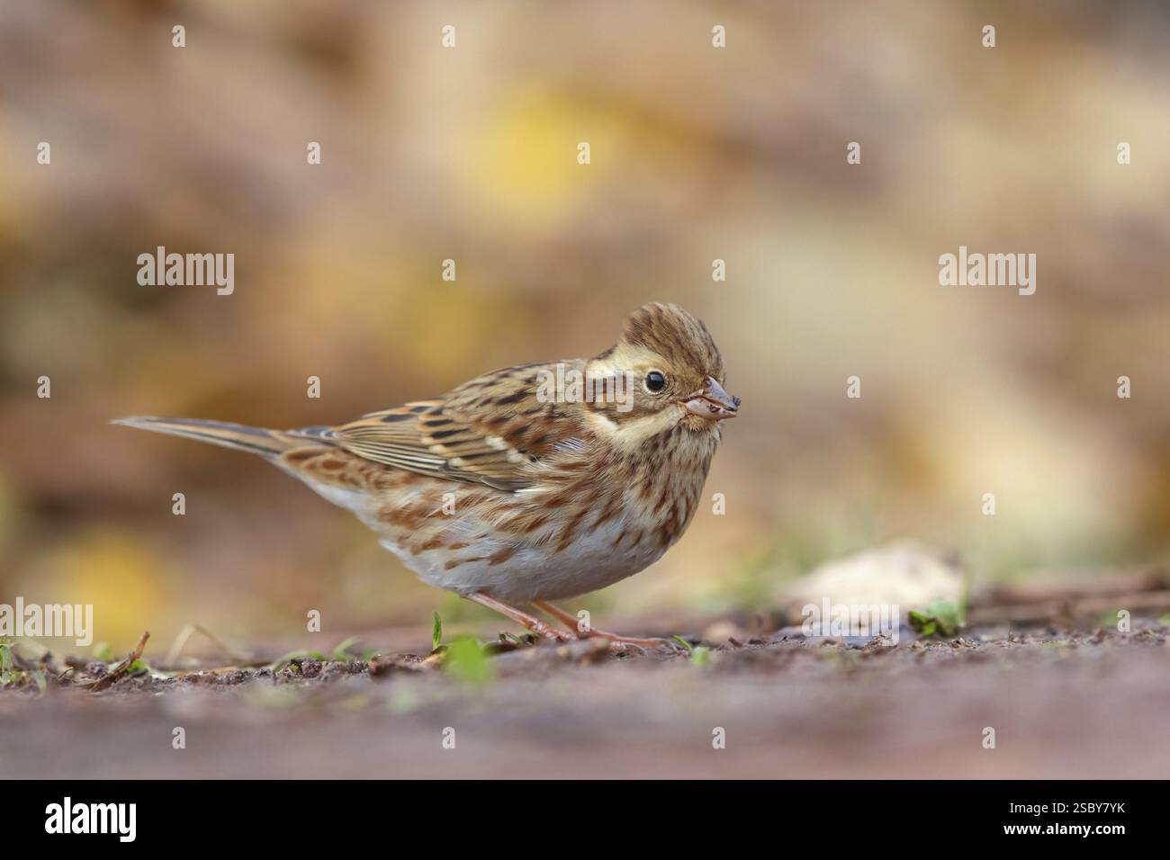 Bunting, (Emberiza rustica), animals, birds, buntings, biotope ...