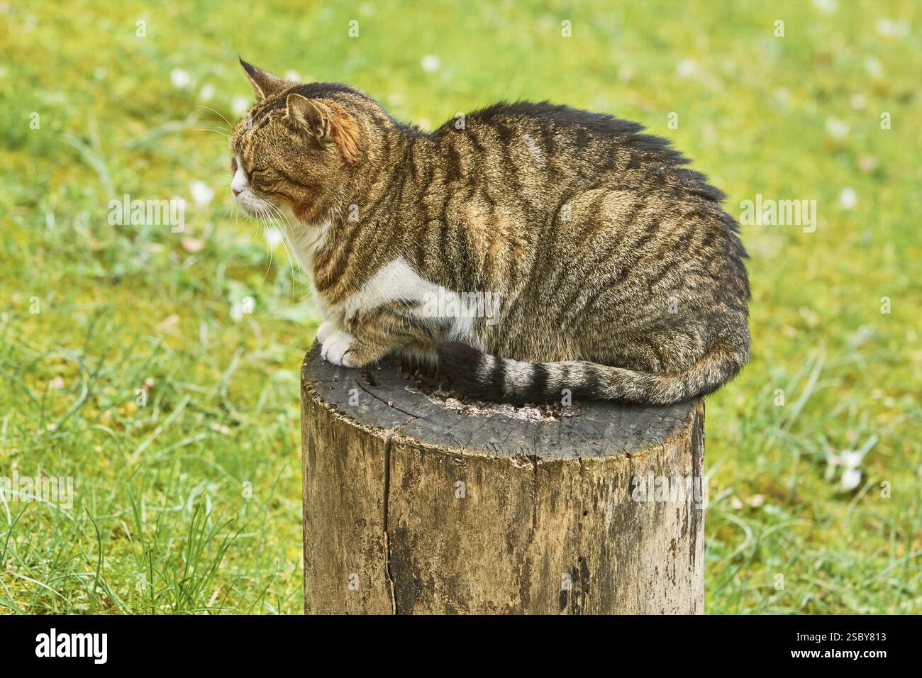 Cats tree hi-res stock photography and images - Alamy