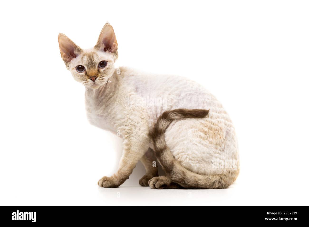 Devon Rex cat posing against white background Stock Photo - Alamy