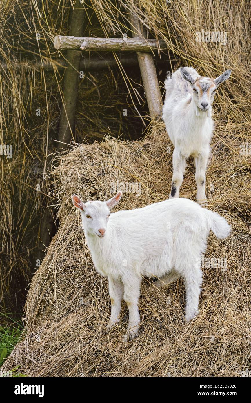 Two White Goatlings on a Haystack Lietuva Stock Photo - Alamy