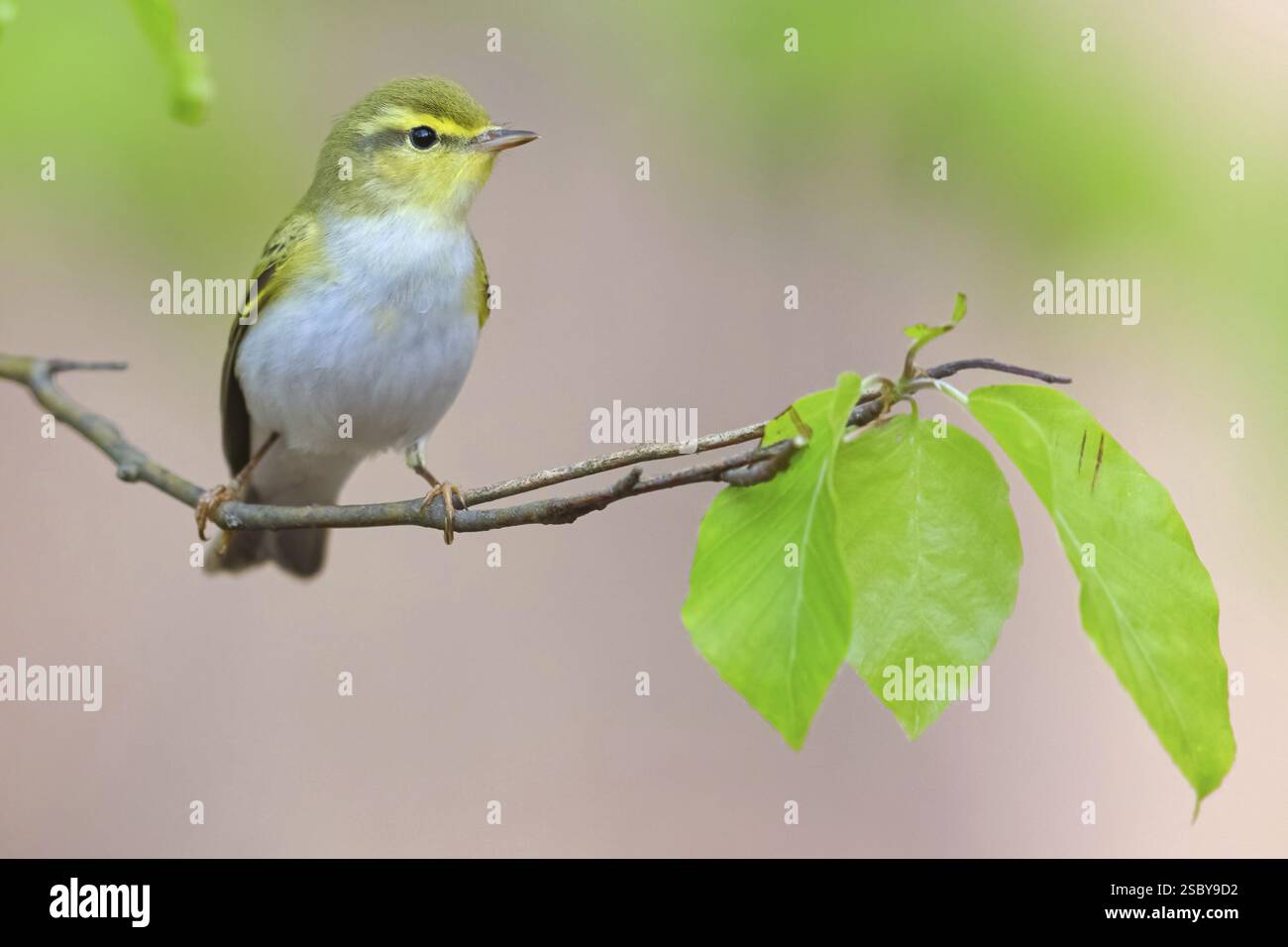 Wood warbler, (Phylloscopus sibilatrix), animals, birds, biotope, perch ...
