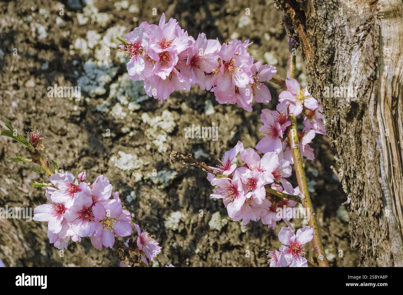 Cherry Plum Flowers Stock Photo - Alamy