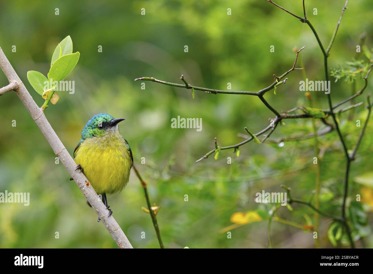 Forest Sunbird, (Anthodiaeta collaris), (Anthreptes collaris), animals ...