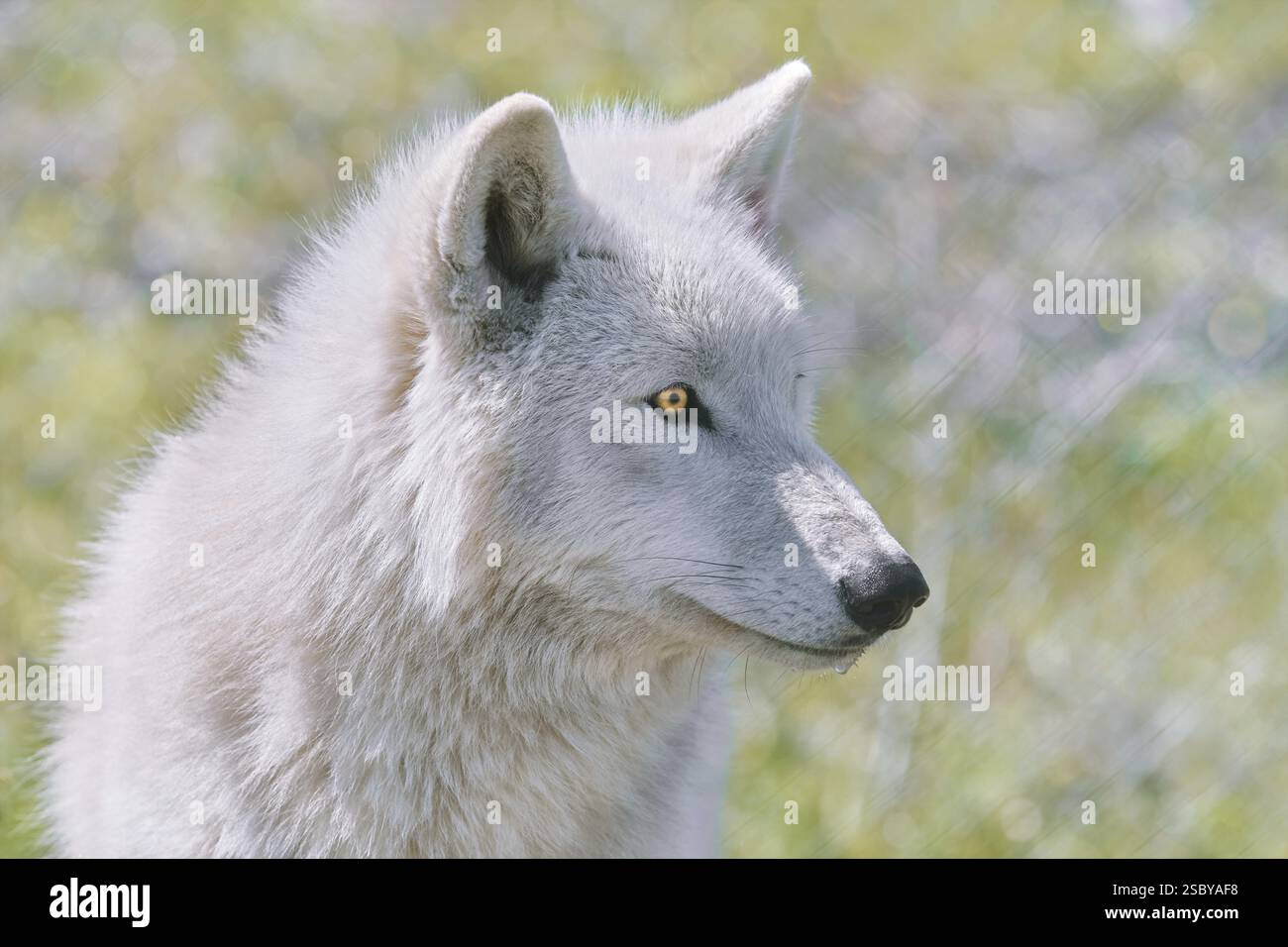 Alaskan Tundra Wolf (Canis Lupus Tundrarum), also Known as the Barren ...