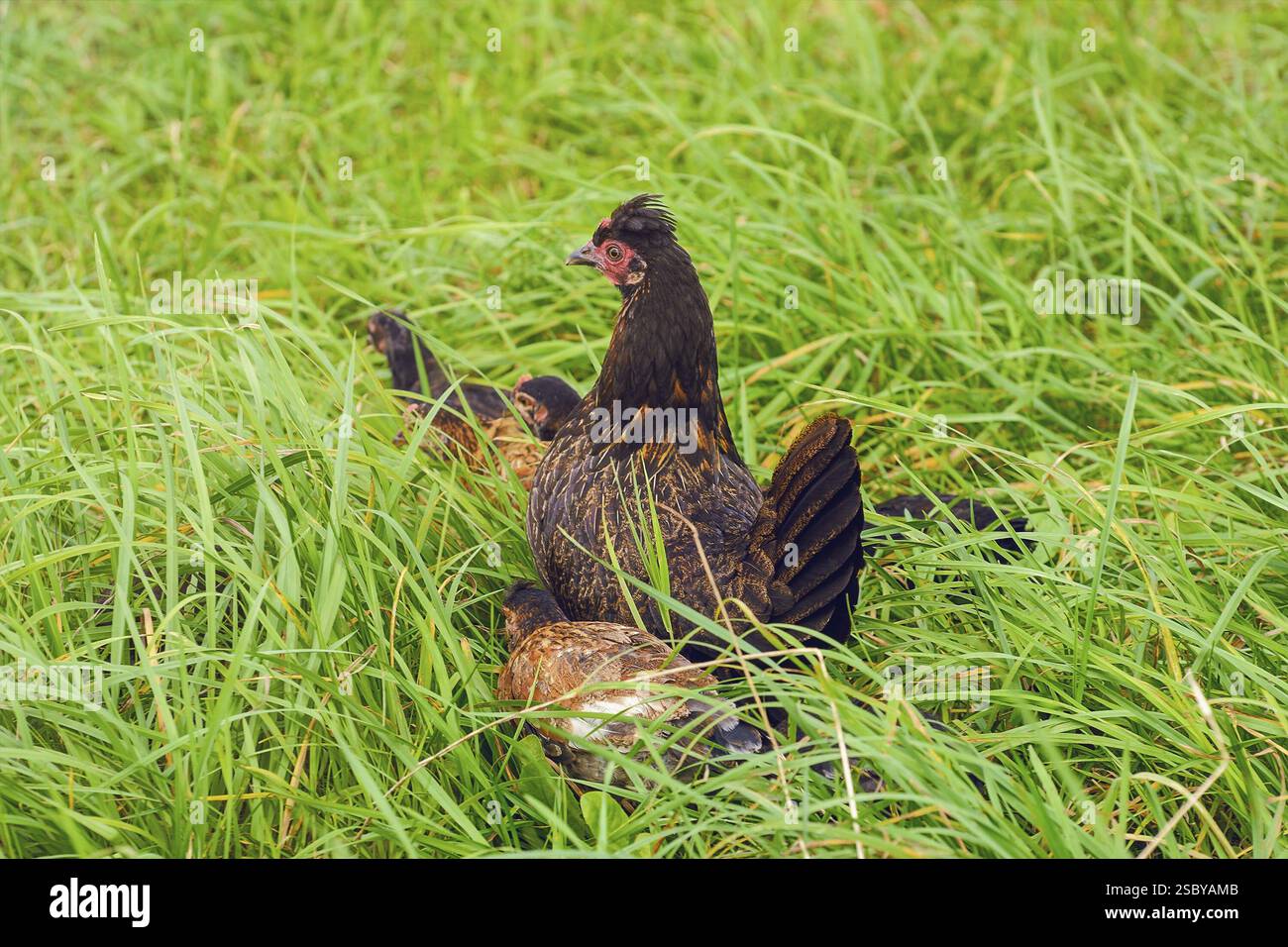 Memorial Of The Dukla Pass Battle (1944) In The Valley Of Death. The ...