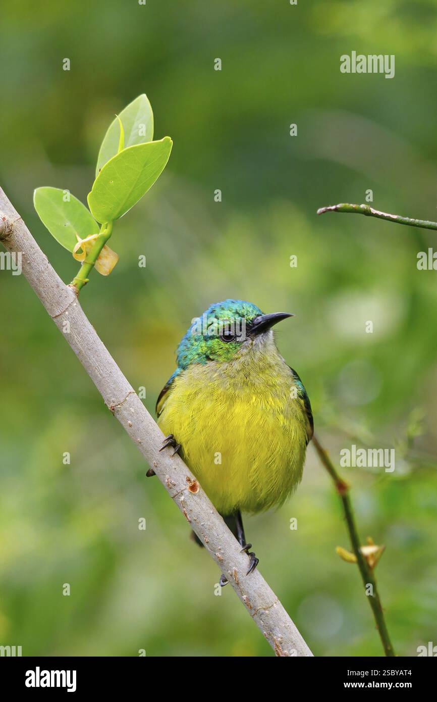 Forest Sunbird, (Anthodiaeta collaris), (Anthreptes collaris), animals ...