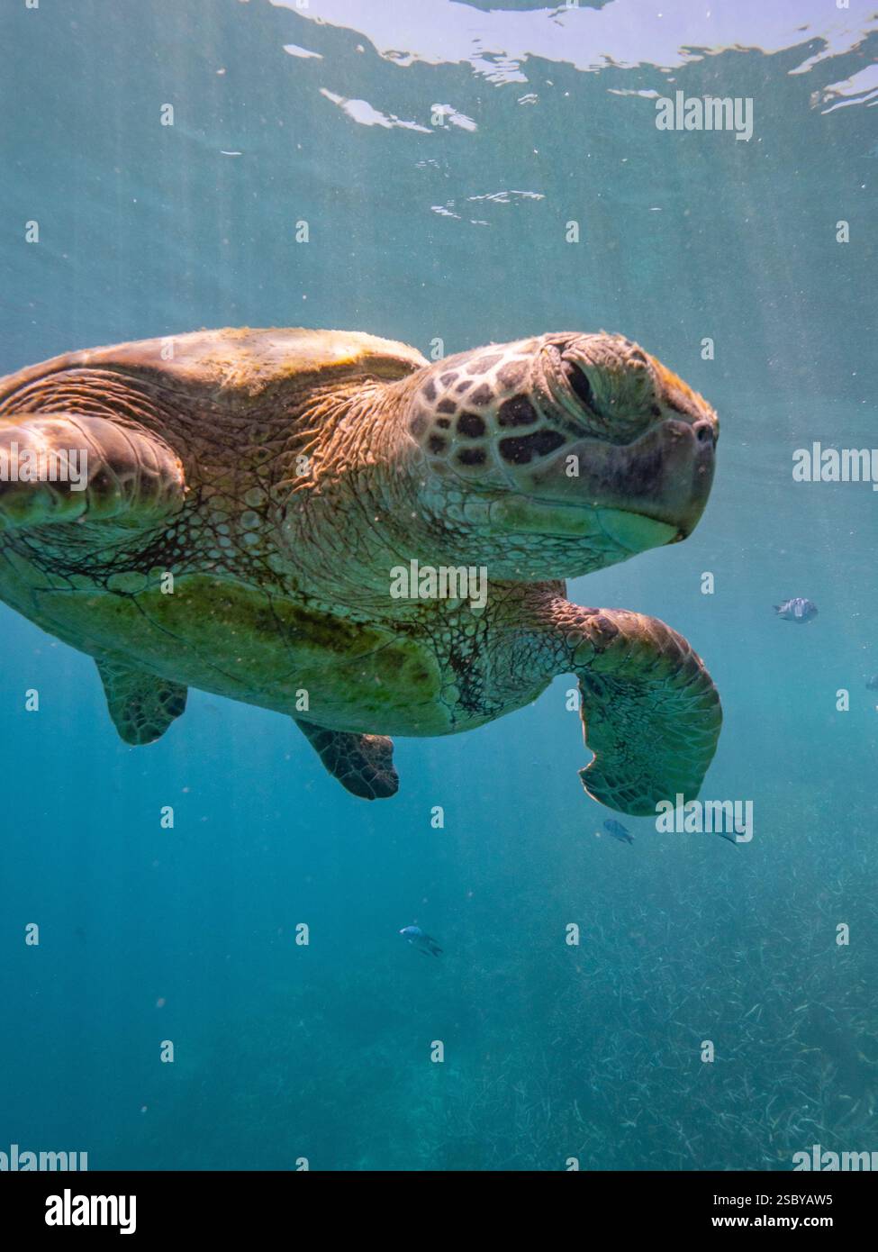 Swimming with turtles on the Great Barrier Reef in the Whitsundays ...