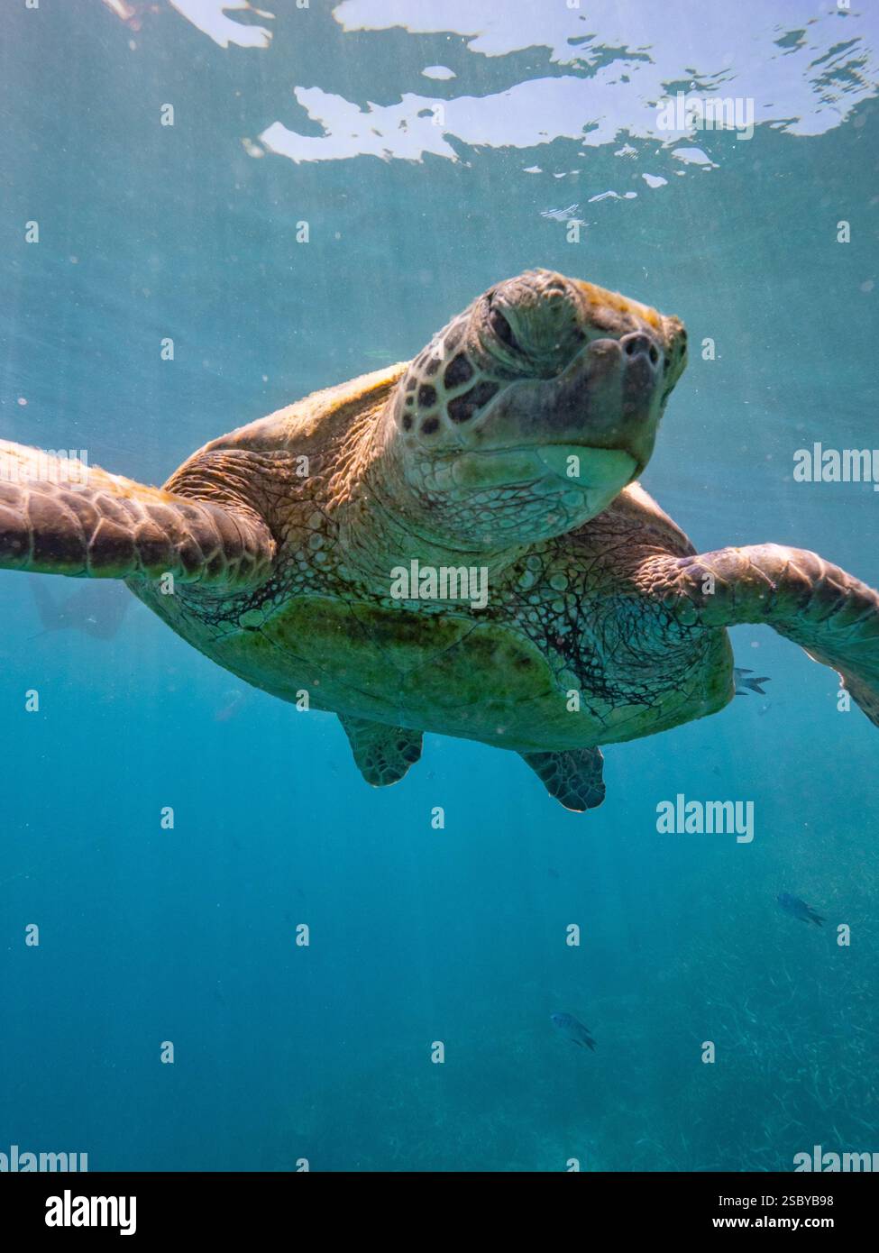 Swimming with turtles on the Great Barrier Reef in the Whitsundays ...