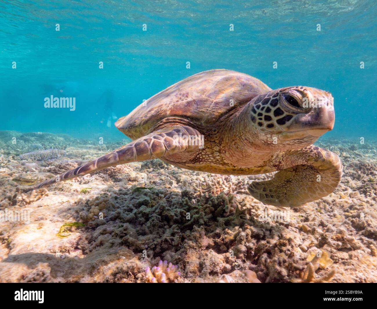 Swimming with turtles on the Great Barrier Reef in the Whitsundays ...