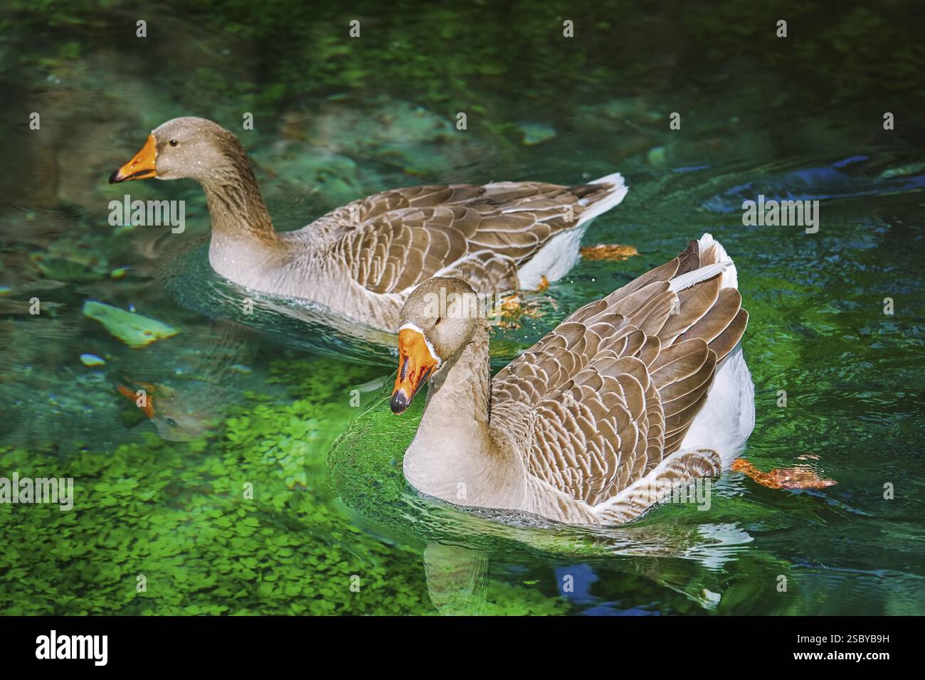 Pair of Geese Swims Down the River Devna, Bulgaria, Europe Stock Photo ...