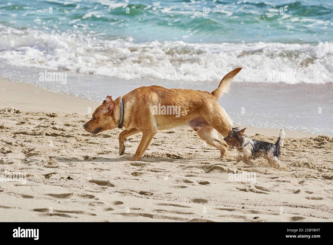 Big and small dogs playing on the beach in Varna, Bulgaria, Europe ...