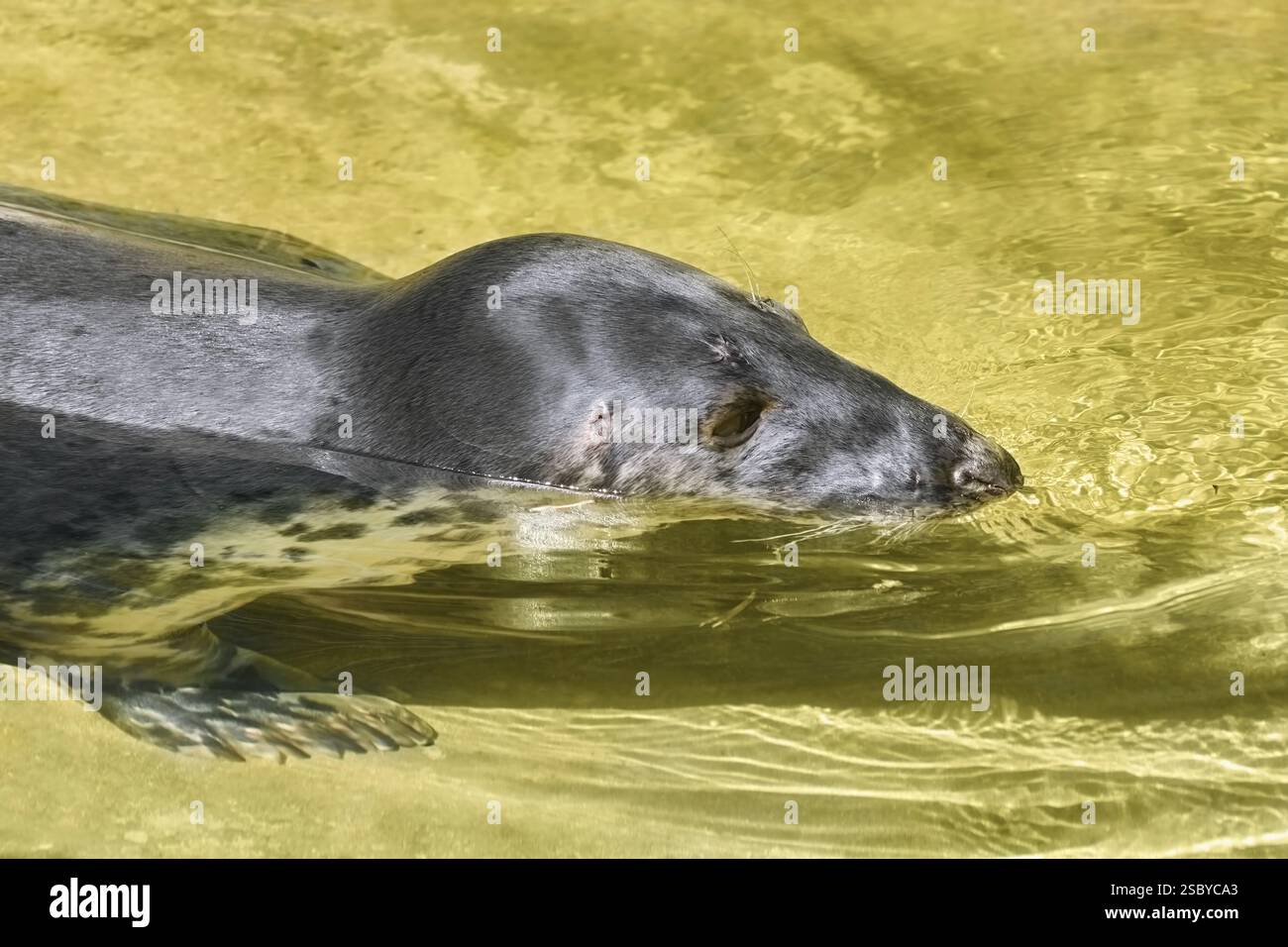 Portrait of Grey Seal (Halichoerus Grypus, Meaning Hooked-nosed Sea Pig ...
