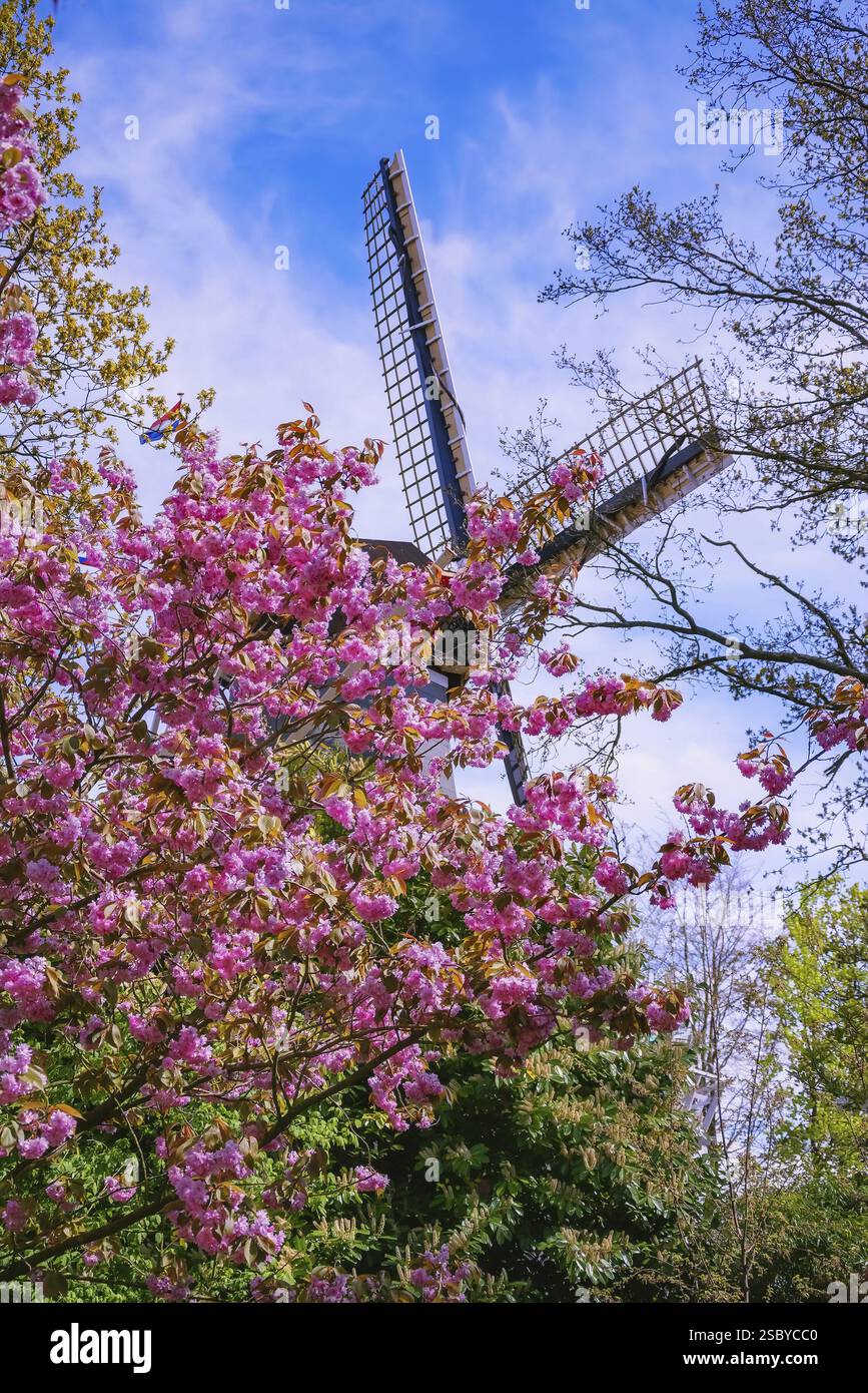 Spring in the Netherlands. Flowers and windmill Keukenhof, Netherlands ...