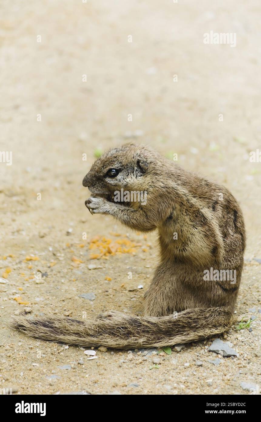Little Ground squirrel (Xerus inaurus) Eats Carrot Daugavpils, Latvia ...
