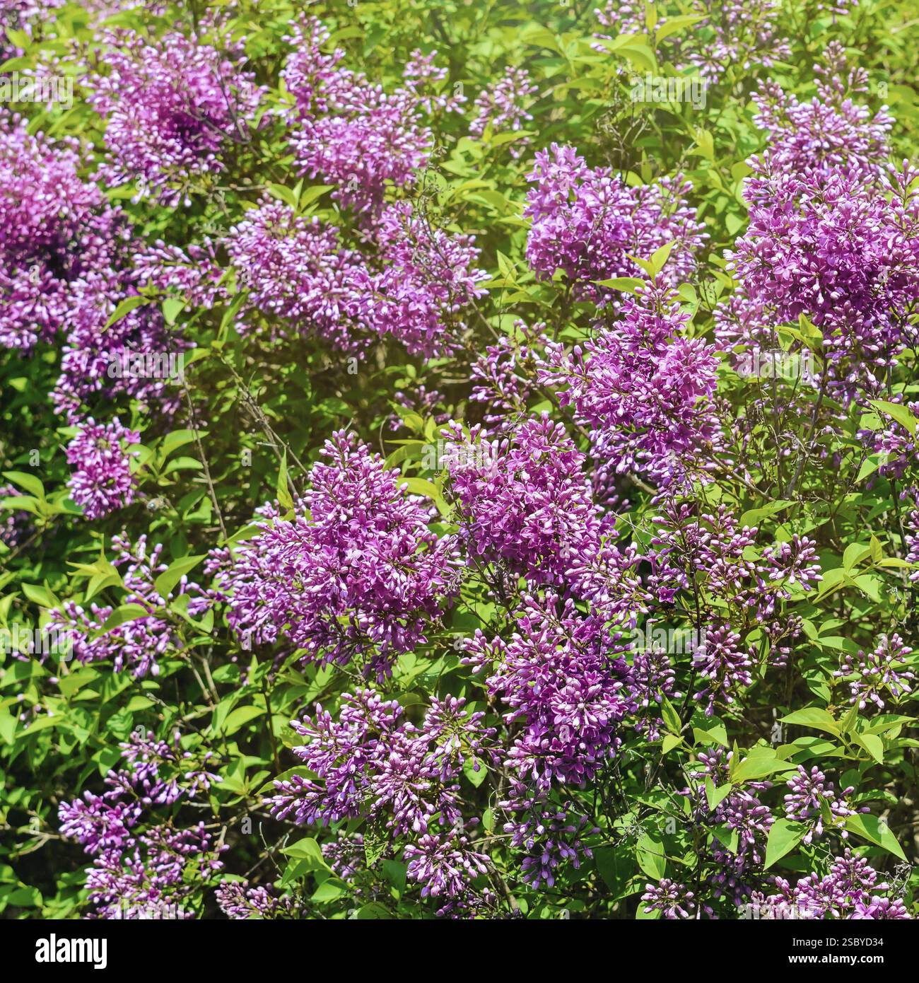 Lilac bush flowering in hi-res stock photography and images - Alamy