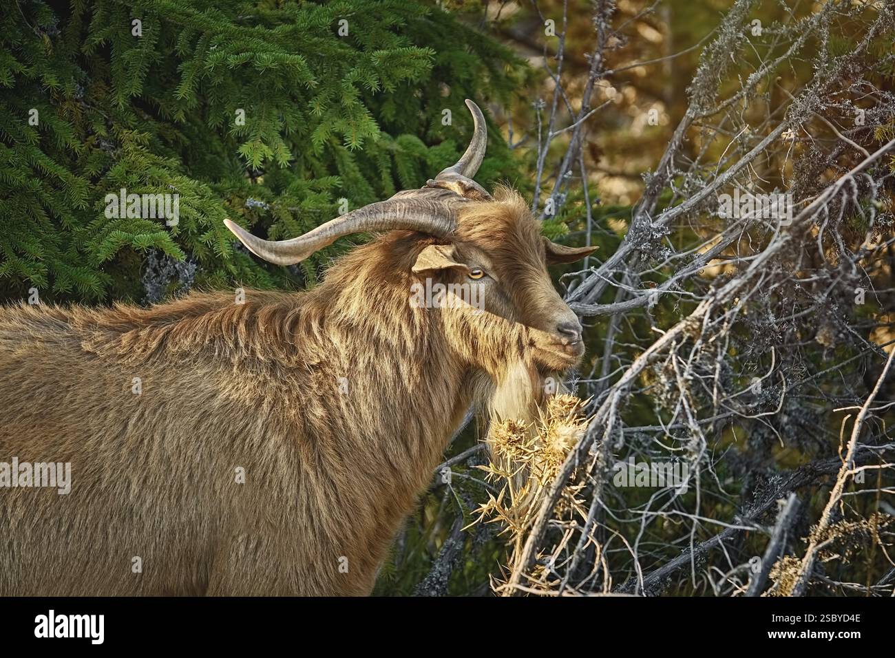 Domestic Goat with Horns (Capra Aegagrus Hircus) Yagodina, Devin ...