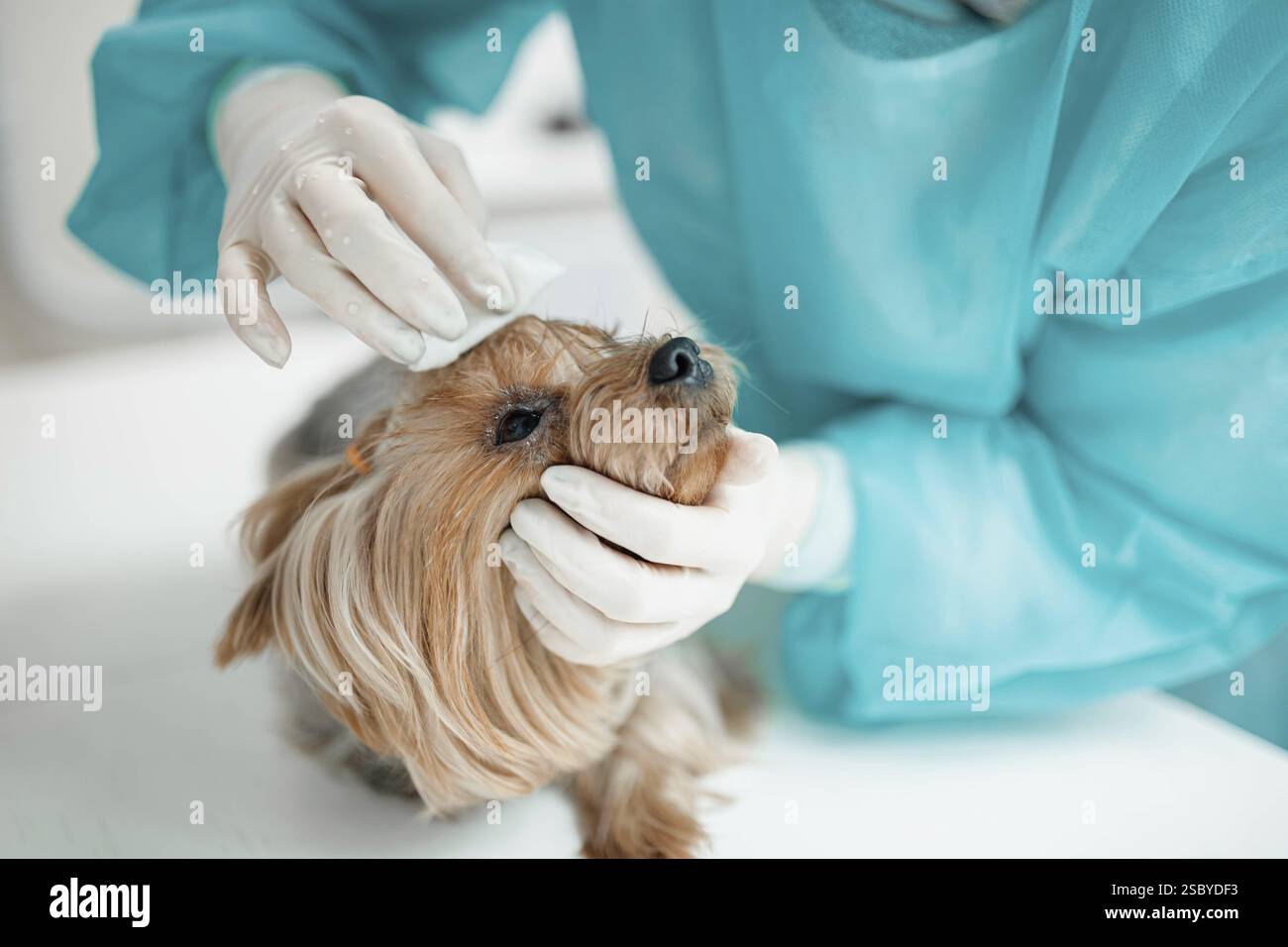 The gentle grooming of a dog by a veterinarian in a clinic Stock Photo ...