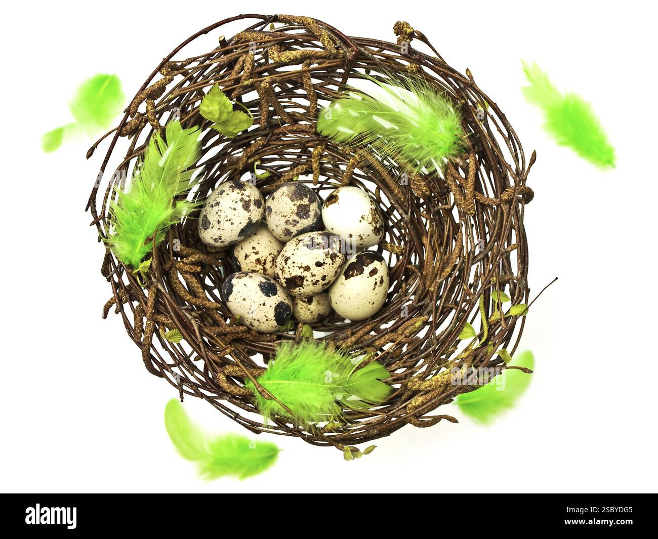 Easter Spring Nest With Little Eggs And Green Feathers Against White ...