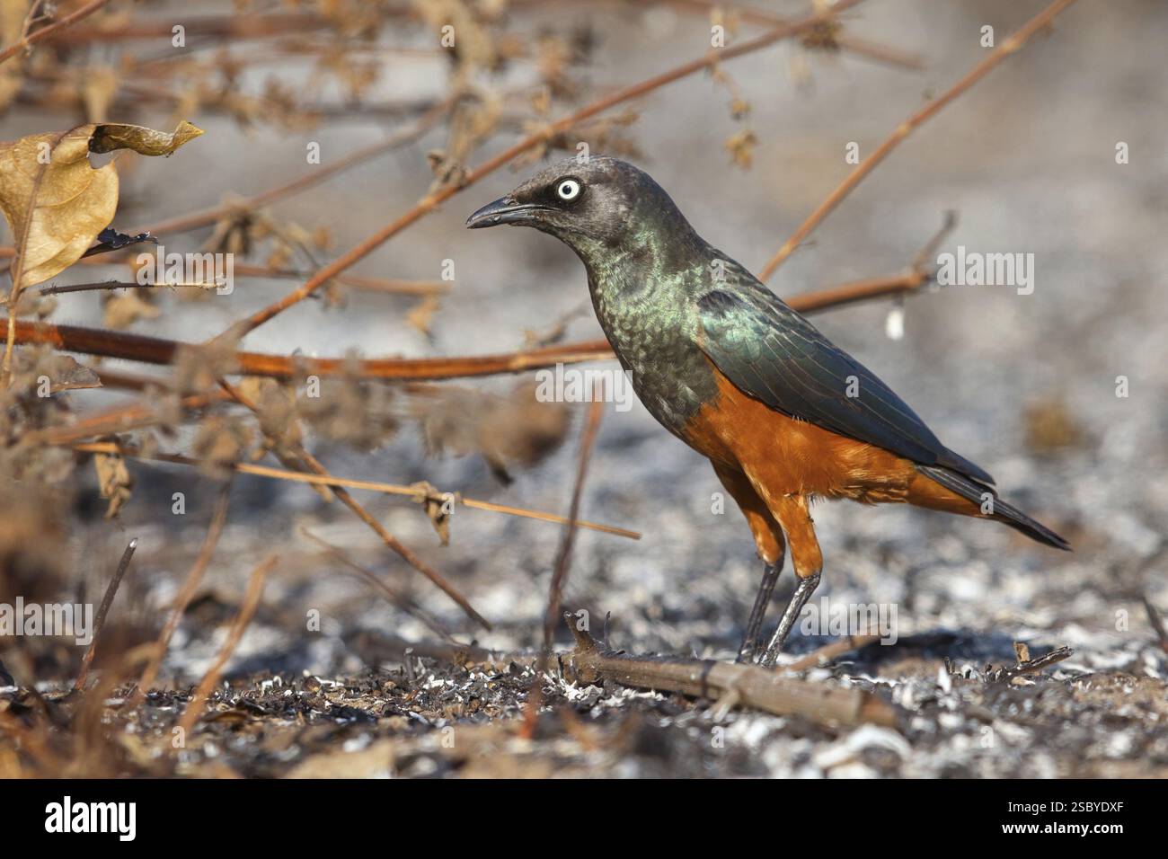 Red-bellied Glossy Starling, (Lamprotornis pulcher), animals, birds ...