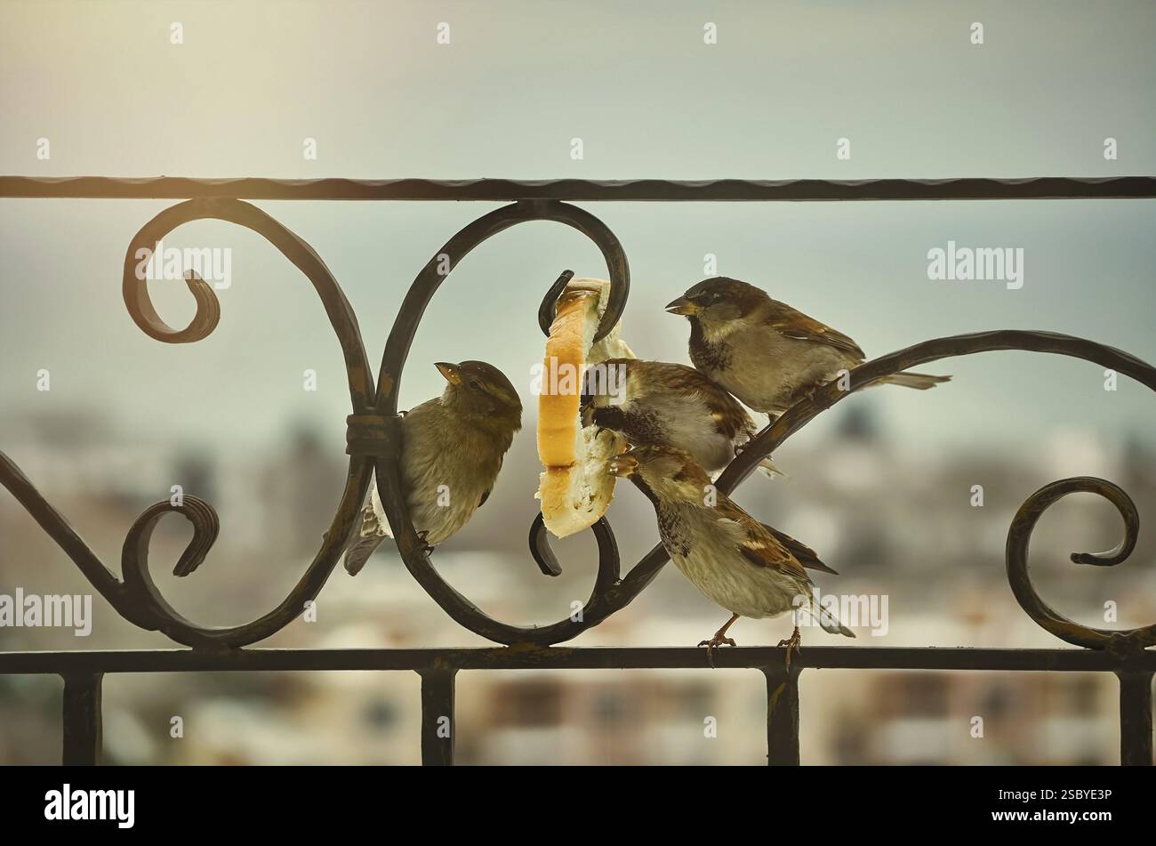 Four Sparrows Eating White Bread on Balcony Varna, Bulgaria, Europe ...