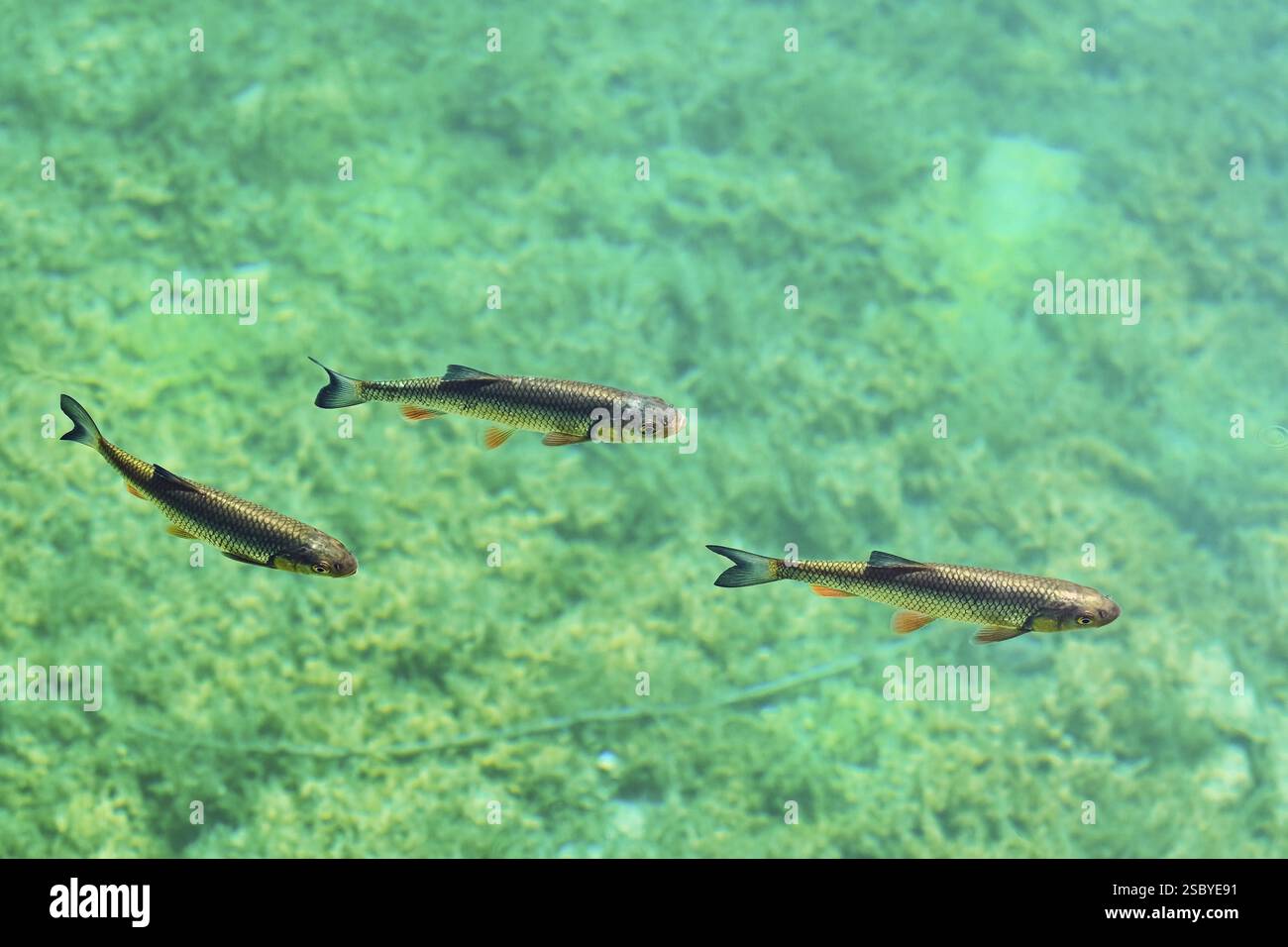 European Chubs (Squalius Cephalus) in one of the Plitvice Lakes ...